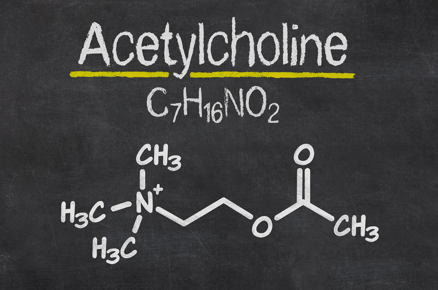What is Acetylcholine and What Does it Do? & Nature Made®