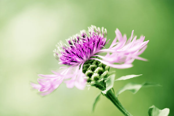 Milk Thistle Benefits: A Guide to the Herb's Uses & Nature Made®
